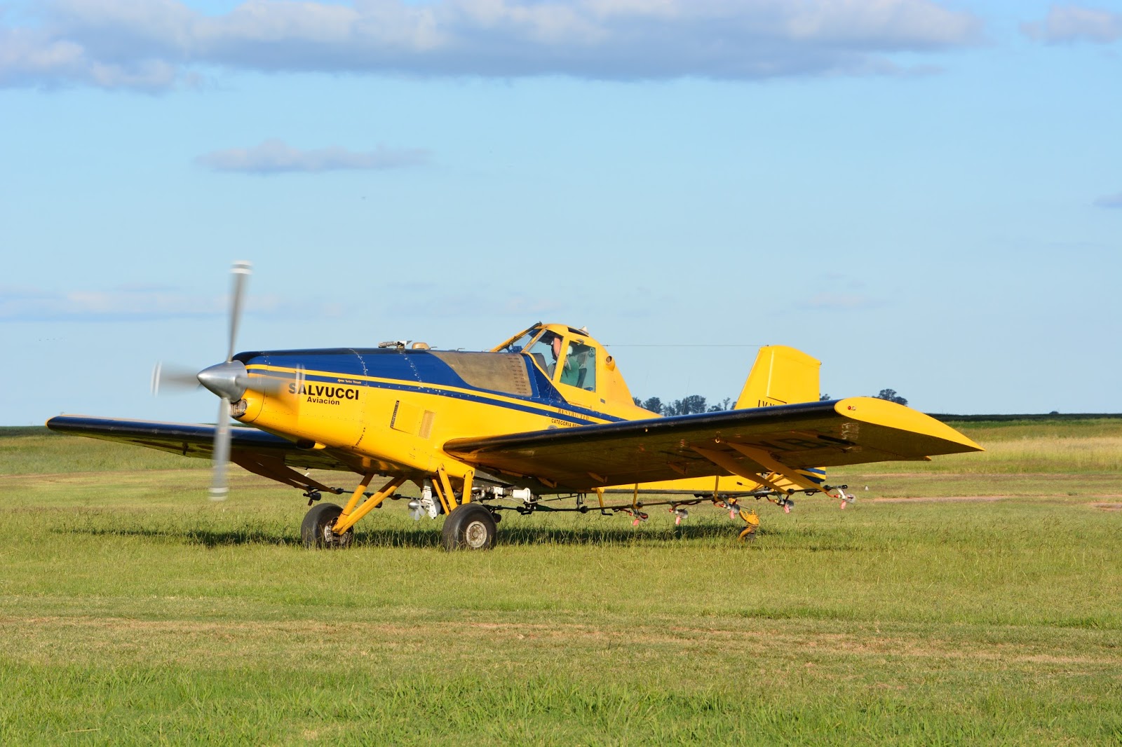 ROSARIOAVIONES: AYRES THRUSH en Rufino