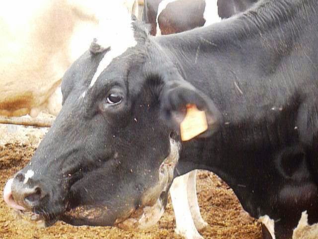 Campo Visual: Dos enfermedades que se presentan en nuestros sistemas de ...