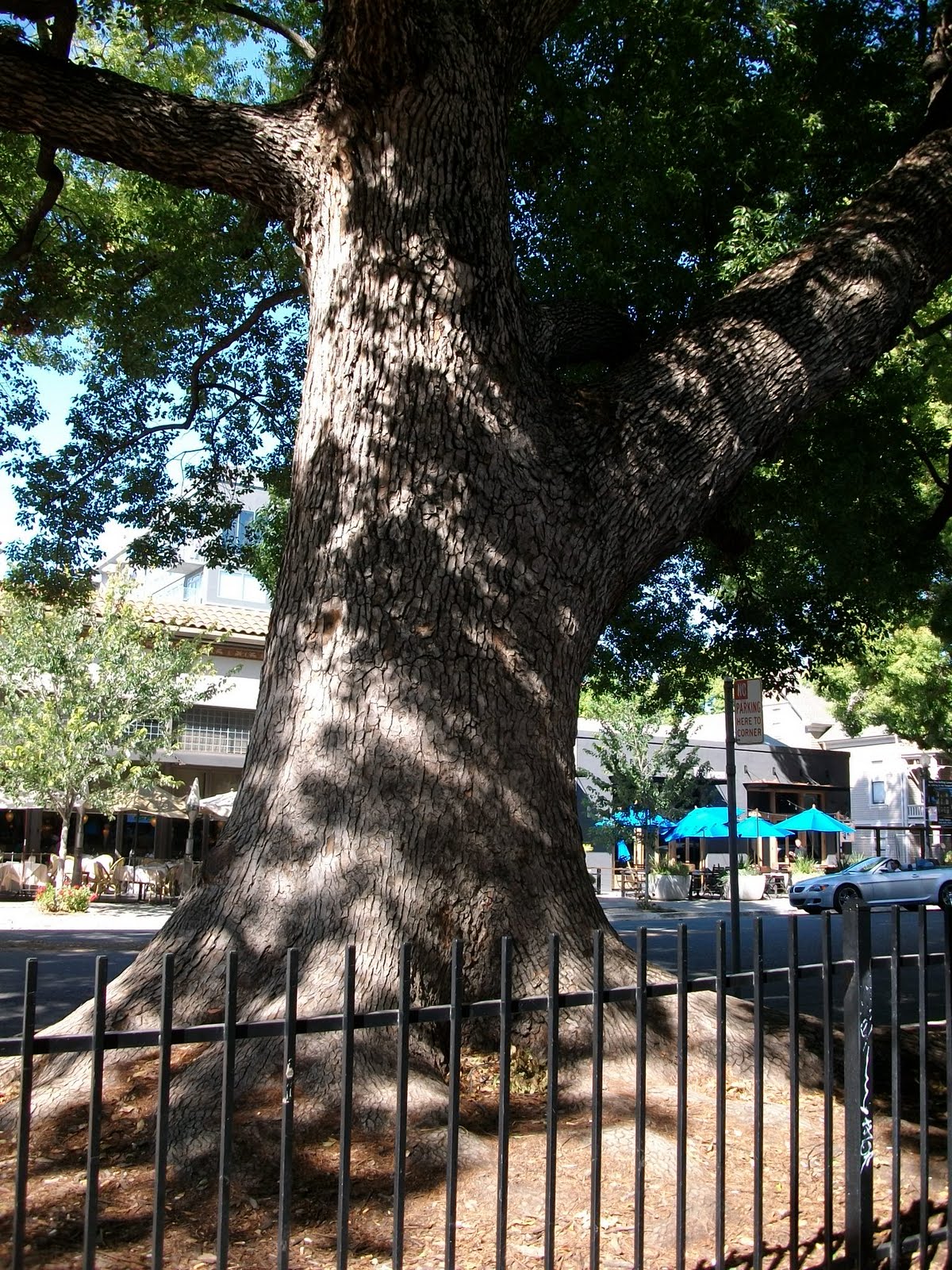 Sacramento, California: Sacramento, California by Artist/Writer