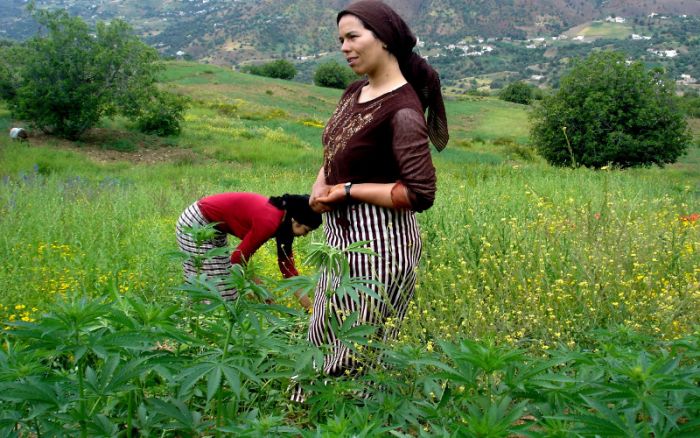 THE VIEW FROM FEZ: Cannabis in Morocco - the Struggle to Decriminalise