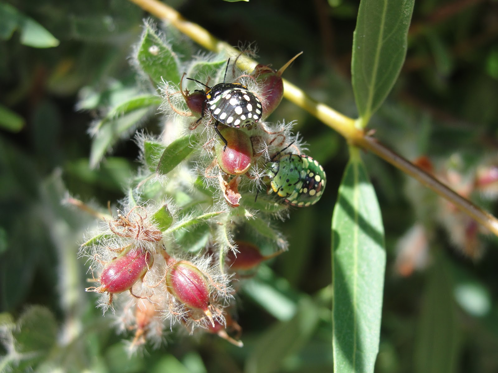imatges de menorca: FAUNA DE MENORCA: INSECTES - XINXES (Nezara ...