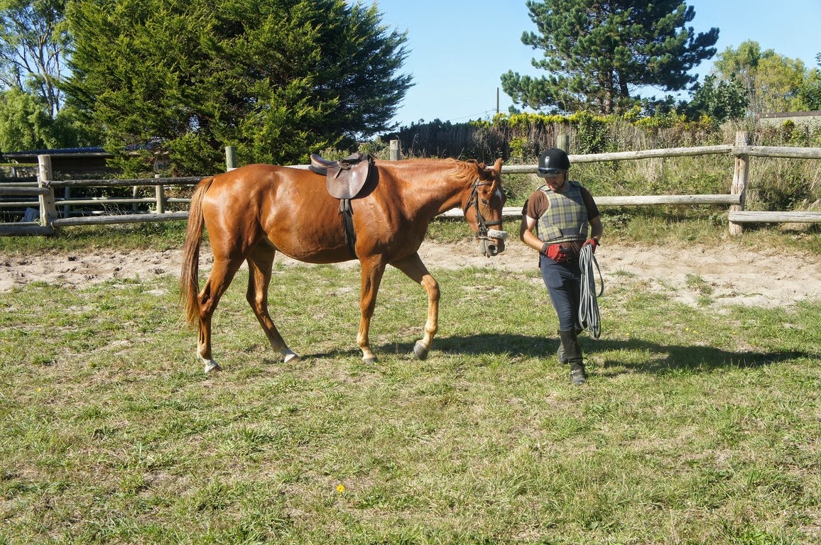 Ecuries Coursin: Débourrage - Comportementalisme équin