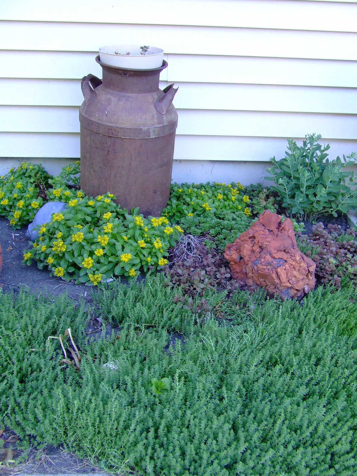 The Full Circle Gardener: Plant of the Week: Sedum