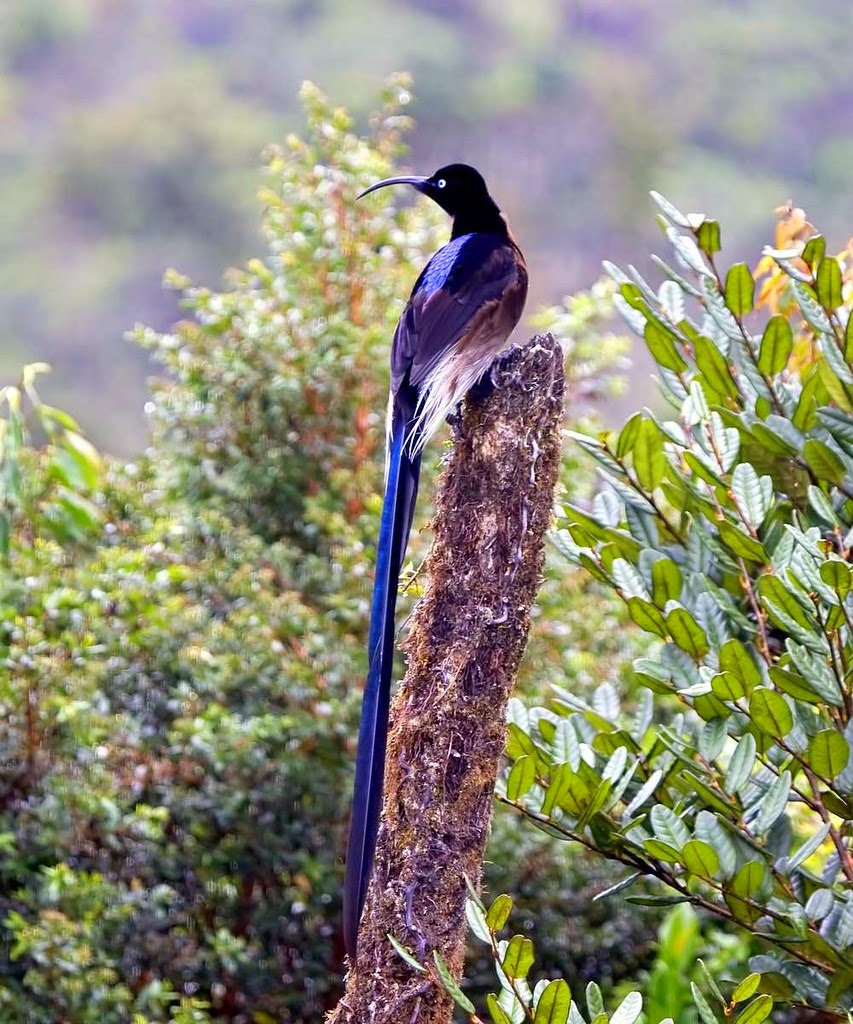 Mindblowing Planet Earth: Black Sickle Bill the Bird of Paradise