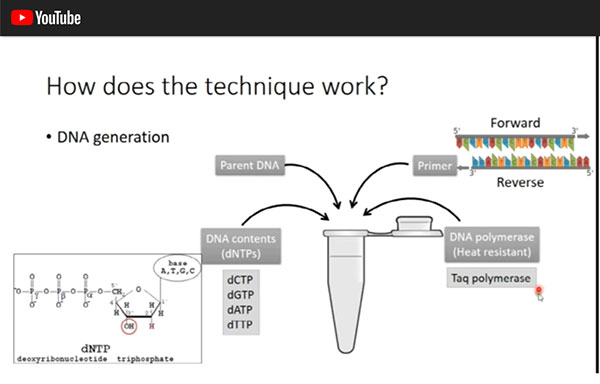 Palmia Observatory: Studying Molecular Biology; How does PCR ...