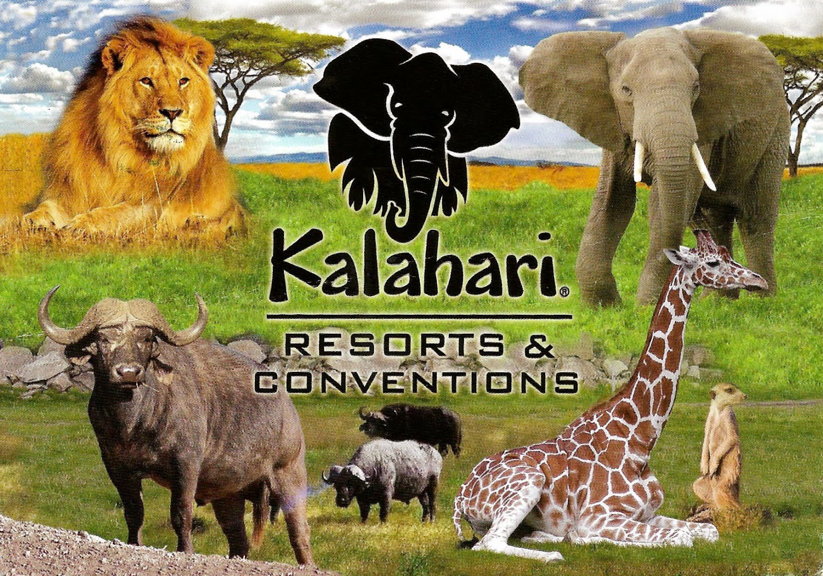 My Favorite Postcards: Animals from The Kalahari Resorts and Conventions