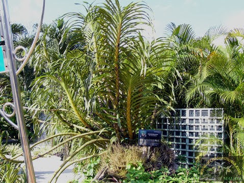 Grammatophyllum Speciosum, Anggrek Harimau (Tebu) Raksasa Yang Terancam ...