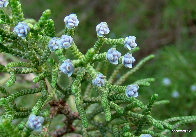 CH´USAY: Sabina mediterránea