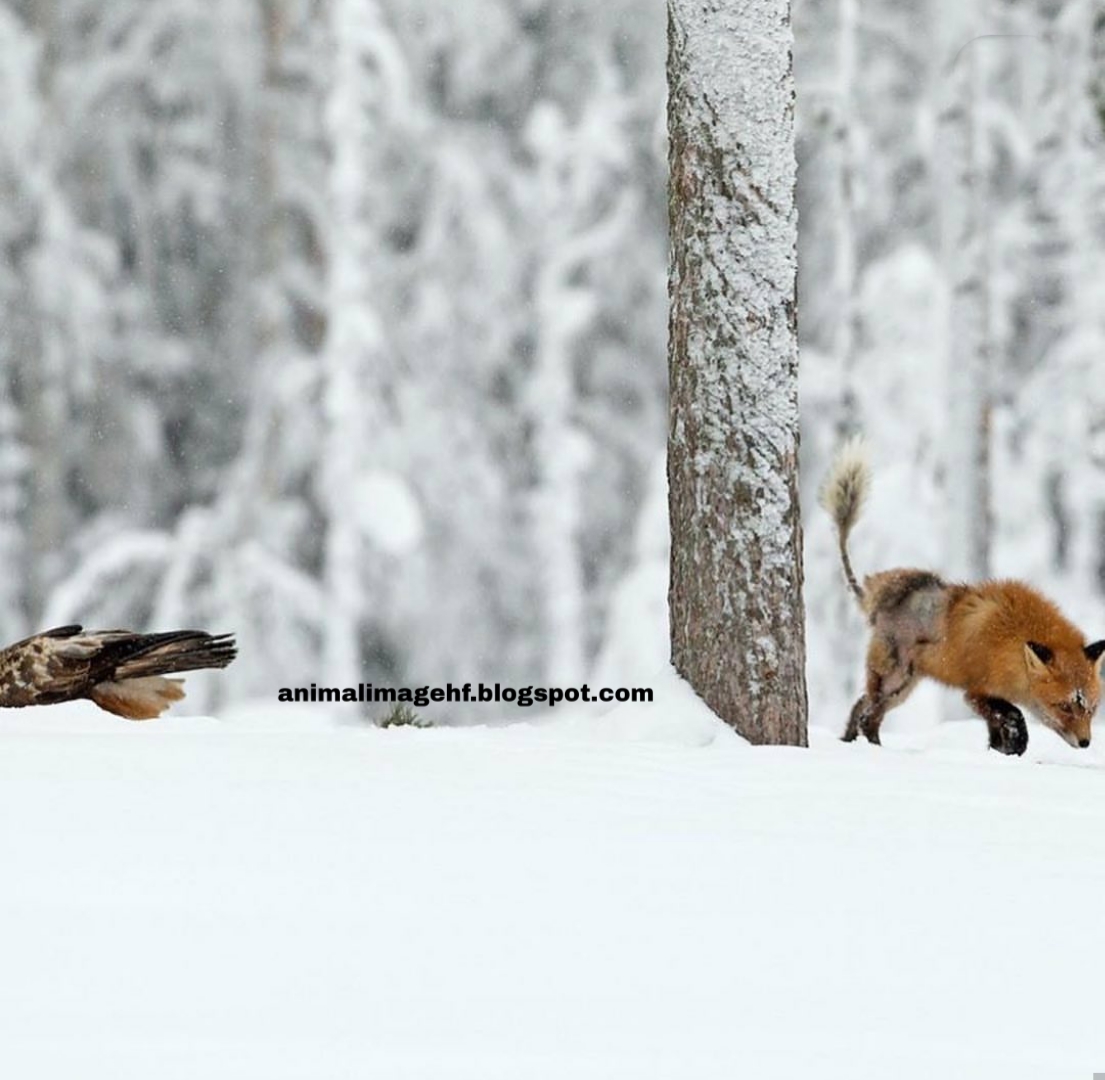 GOLDEN EAGLE ATTACKS RED FOX AFFECTED BY SCABIES.