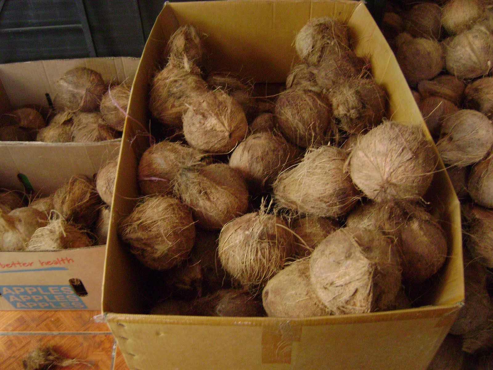 DE APROAPE..........DE CERCA......: NUCI DE COCOS.. COCOS