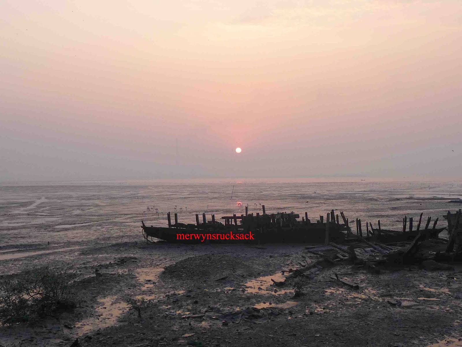 Flamingoes at Sewri Jetty | The journey of a thousand miles begins with ...