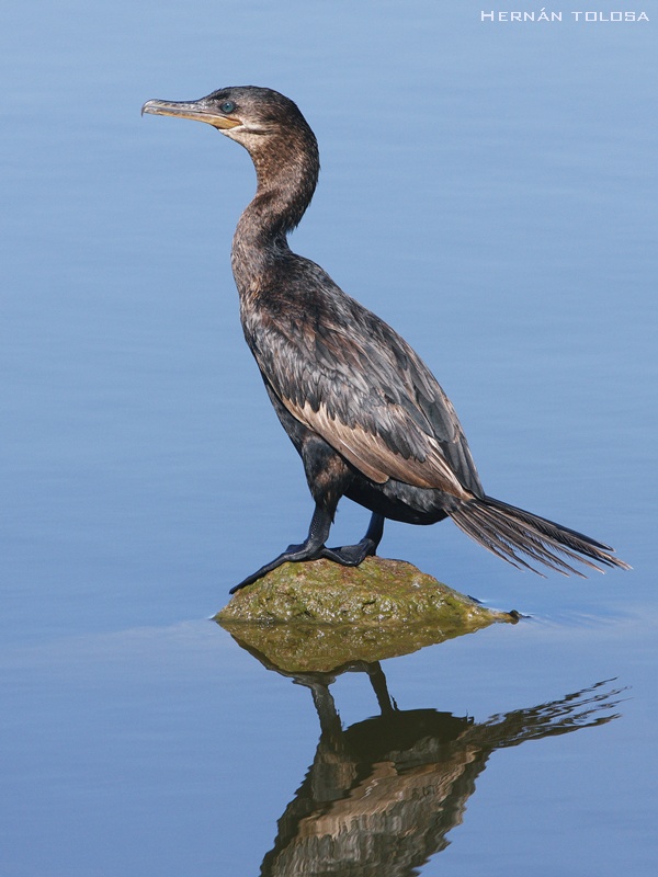Aves de Argentina: Biguá (Phalacrocorax brasilianus)