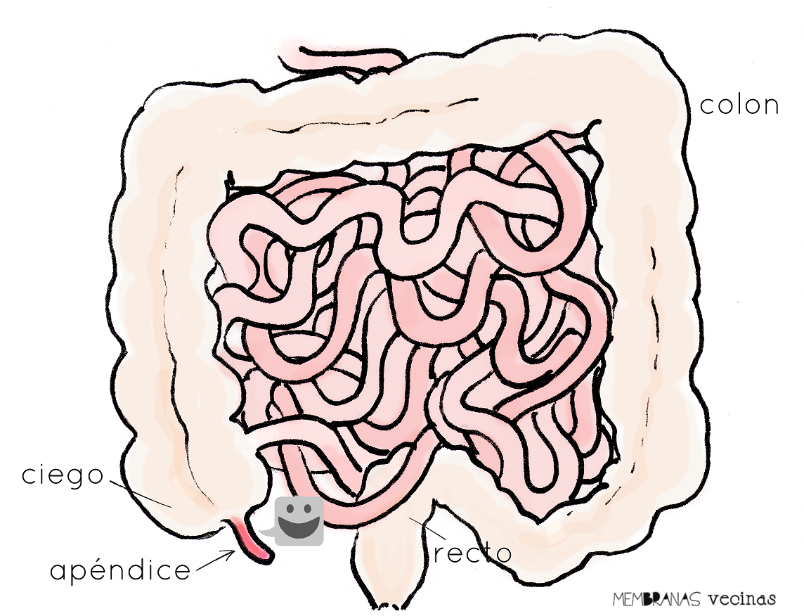 Membranas Vecinas: ¿Para qué sirve el apéndice?