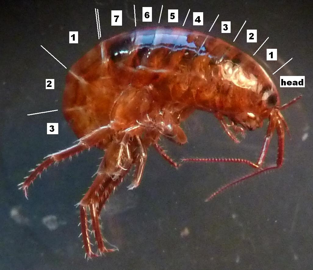 Dave Hubble's ecology spot: The Lawn Shrimp cometh