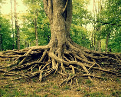 Trees of Life: Week 2: Growing spiritually - our 'roots'