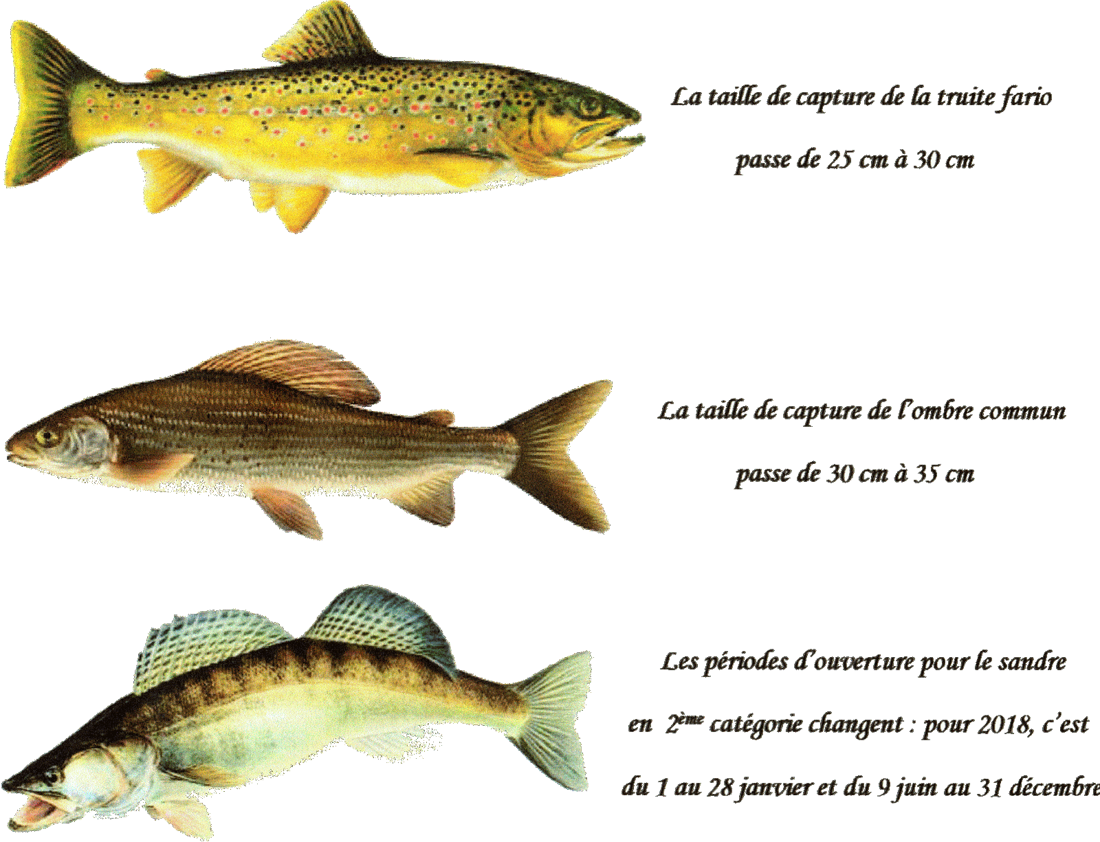 AAPPMA La tanche de Donjeux