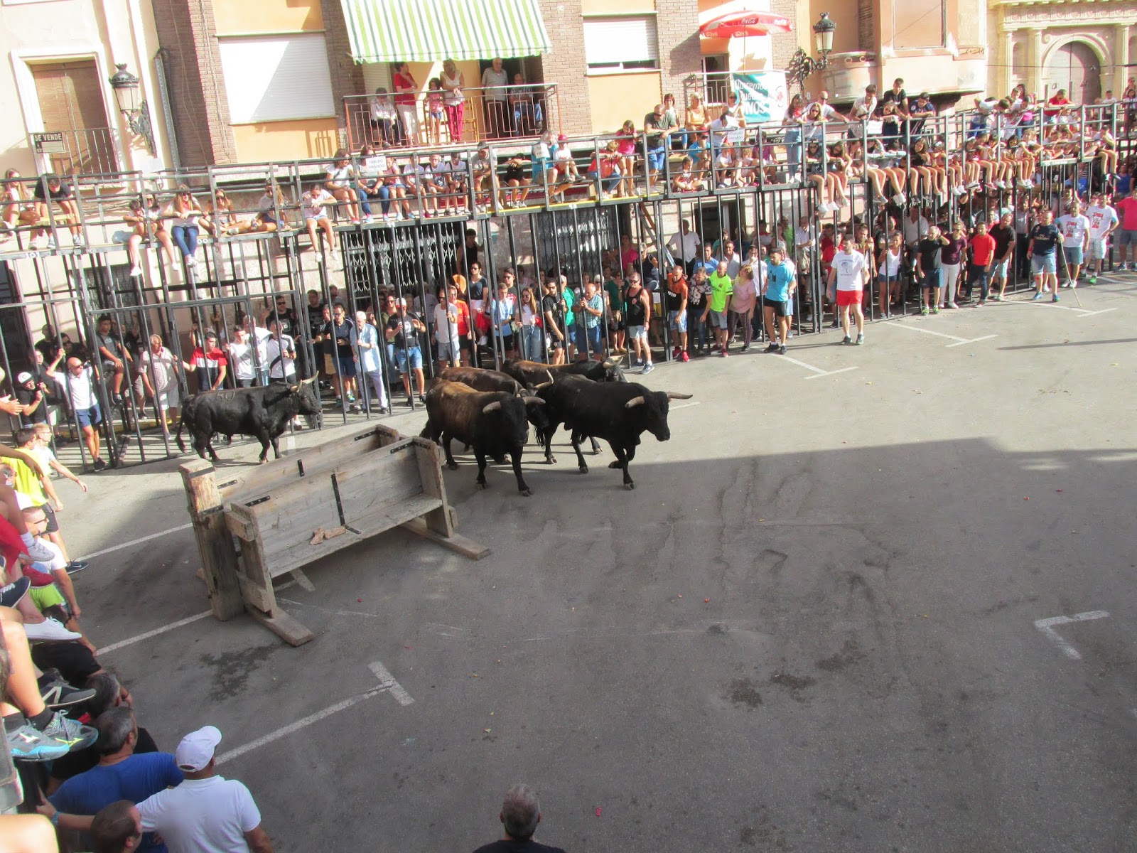 Cosas de Ayora: 10 de agosto - SEGUNDO DÍA DE TOROS AYORA 10/8 /2019