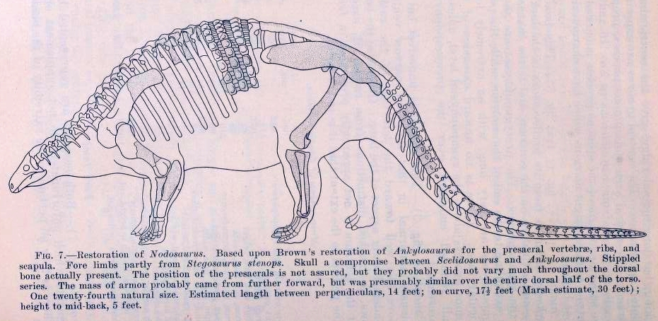 Equatorial Minnesota: Nodosaurus: more than a corduroy armadillo