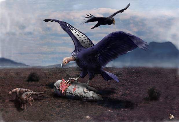 Mundo Pré-Histórico: Argentavis, a maior ave de todos os tempos