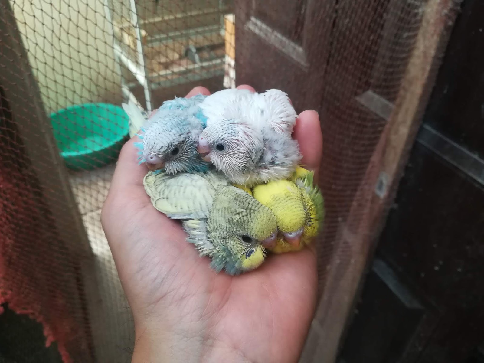 Cantinho das Aves: Os nossos Periquitos bebes