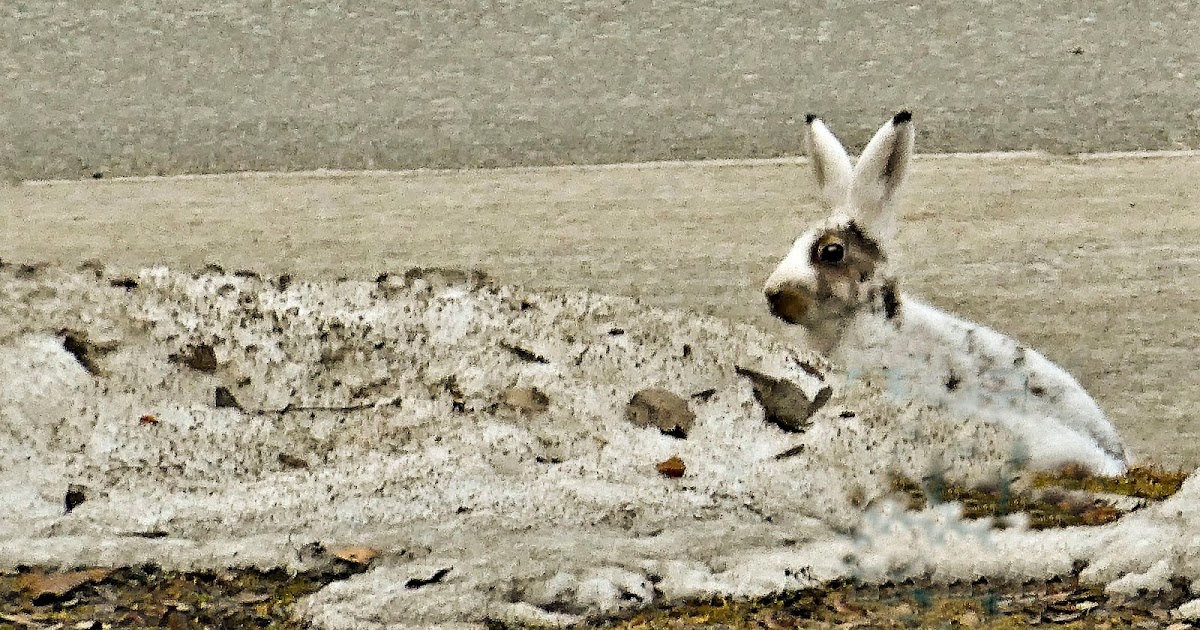 Eko-Kuvia: Rospuuttokelin Pupu....