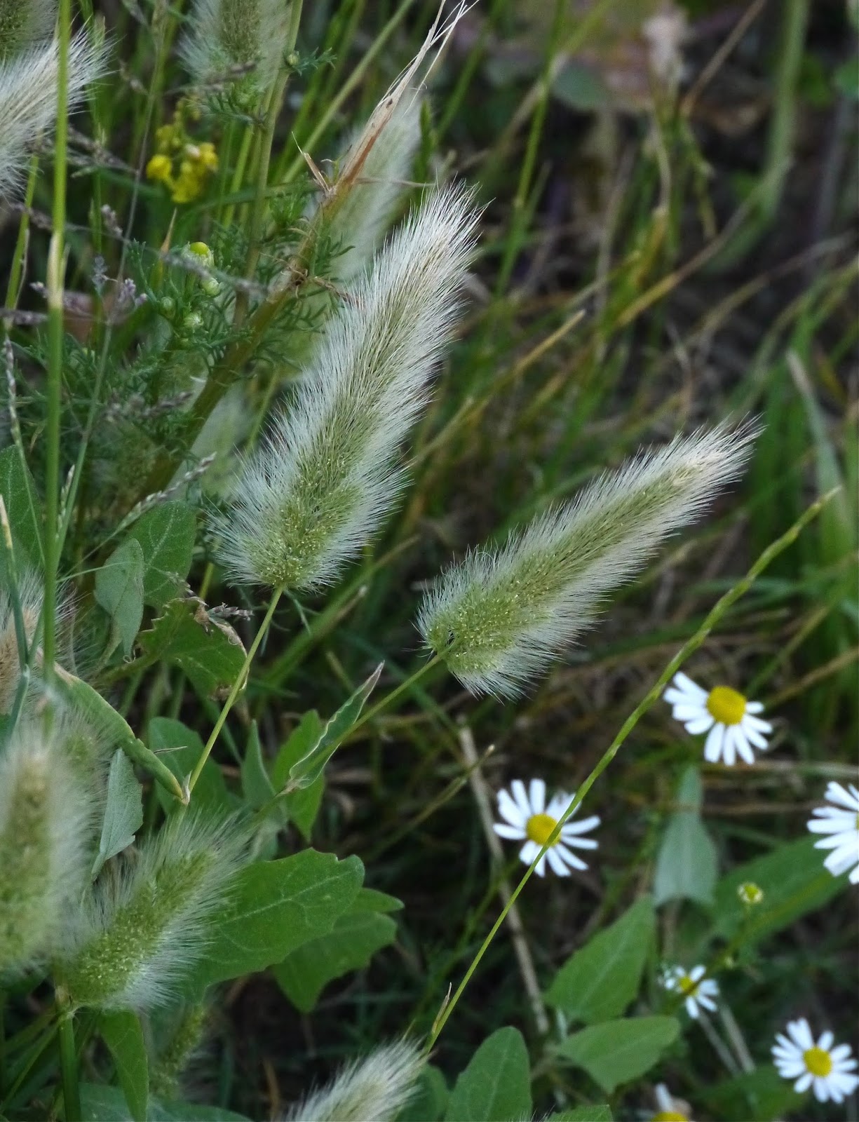 Northwest Norfolk Naturalists: Hoary Plantain, Meadow Barley and Annual ...