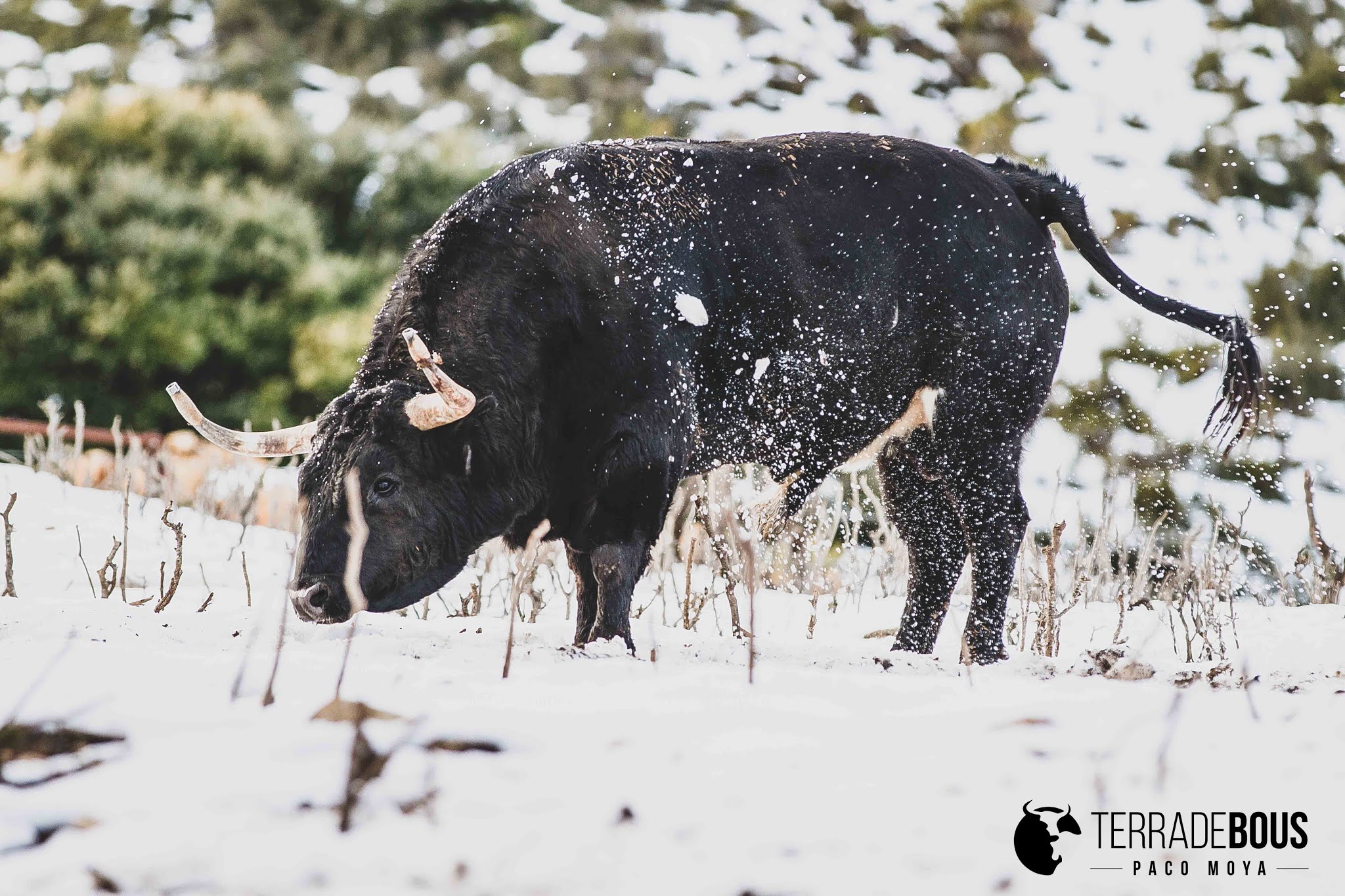 NIEVE EN LA CARRASCA