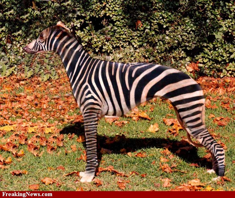 Animal Zoo Life: |Zebra pics|Zebras|Zebra|Pictures of zebras|Zebra ...