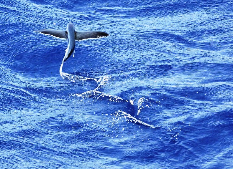 Amazing and Incredible: Flying Fish Exocoetidae