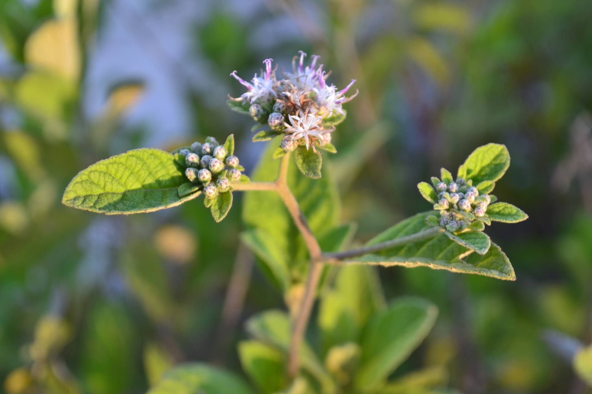 Blog Teste 1: Alguém sabe o nome dessa planta? Aqui na região ... Blog Teste 1: Alguém sabe o nome dessa planta? Aqui na região ...