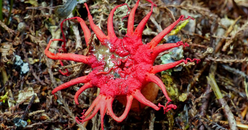 10 Spookiest Types Of Fungus In The World | Fact Fab Planet