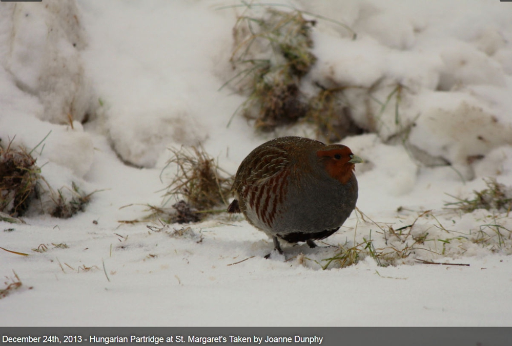 GREY PARTRIDGE