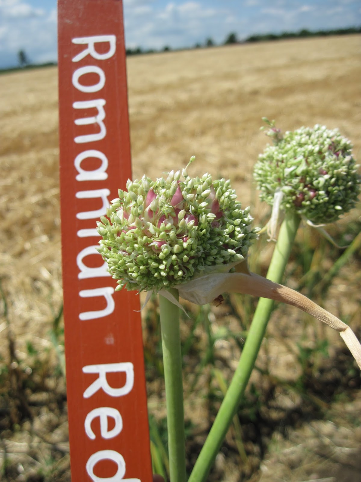 Growing Ontario Garlic: Garlic Growing Guide