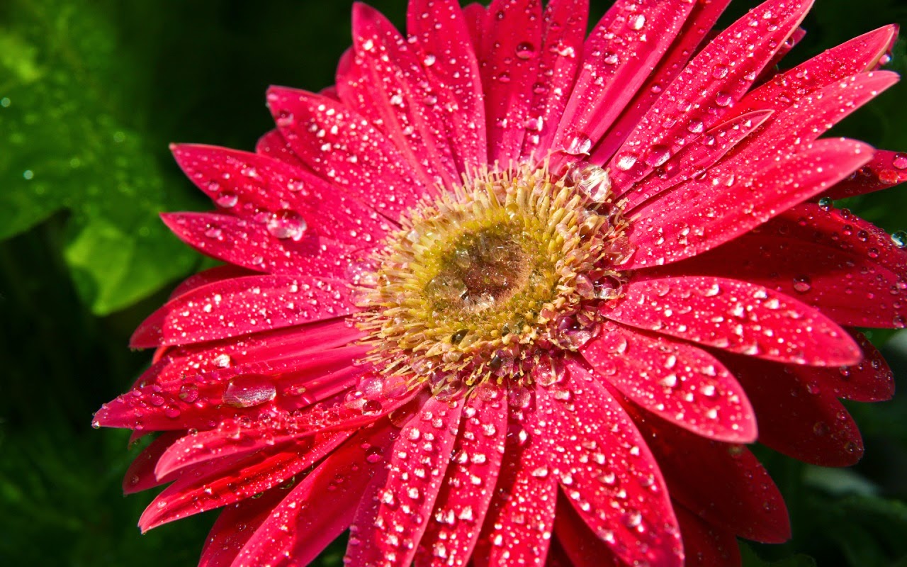 Flores Rojas, parte 1 - IMÁGENES PARA WHATSAPP ® y Fotos para perfiles