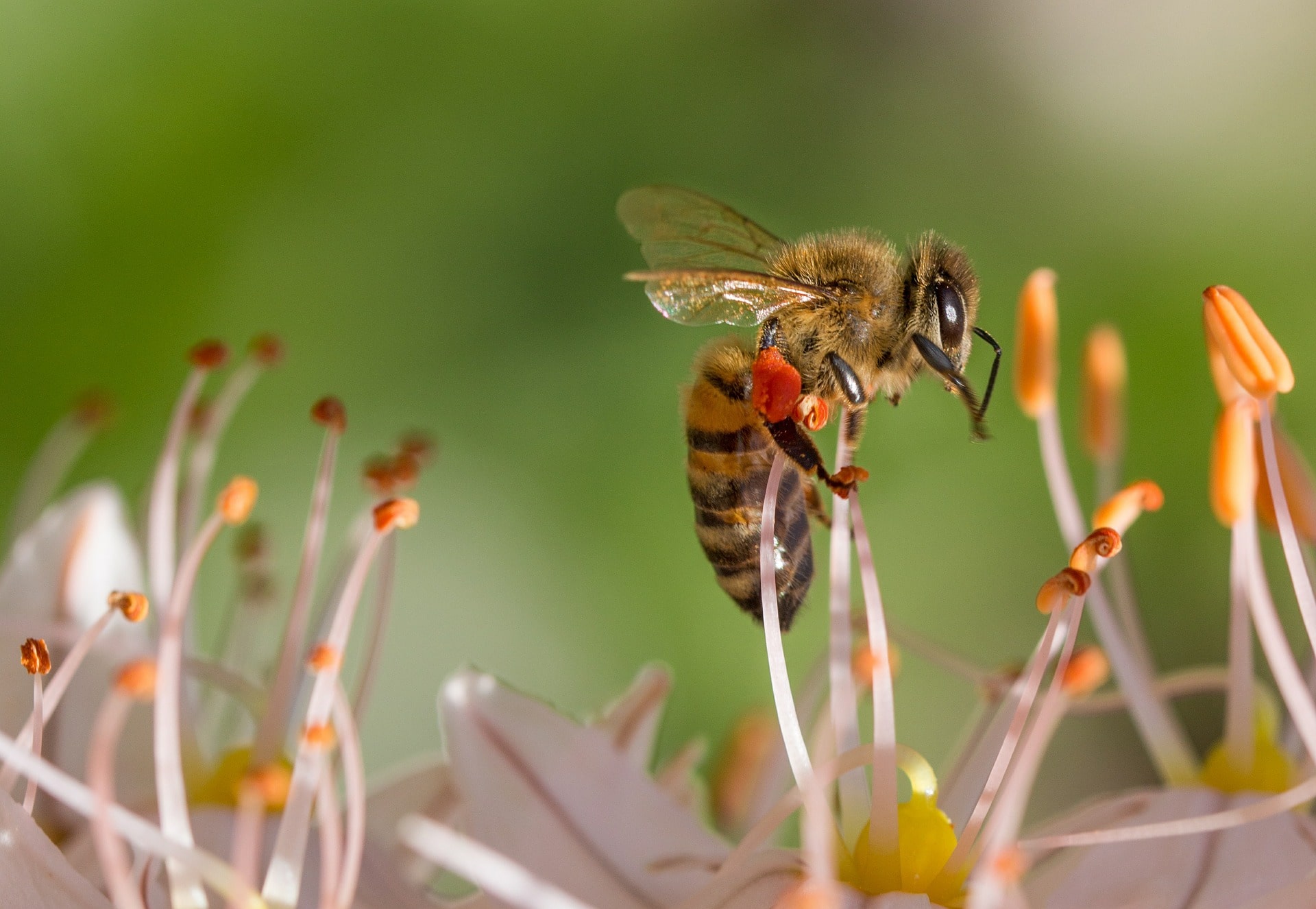 How Long Do Honey Bees Live? The Bee Lifespan!