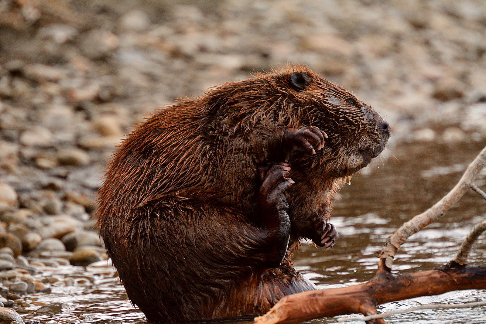 Turbo's Track and Photo Tour: Rubycrowned Kinglet, Beaver, Downy ...