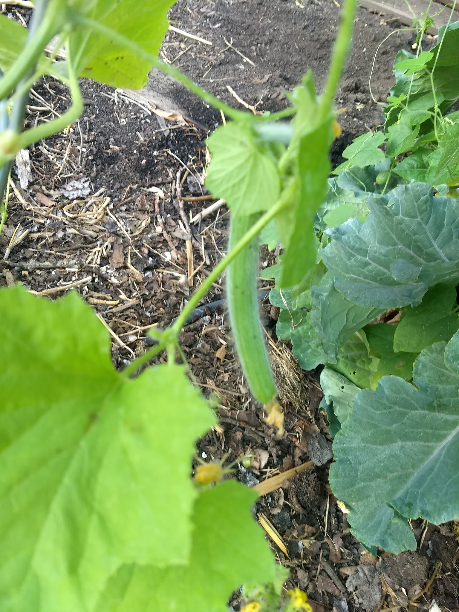 The Scientific Gardener: Long Dark Armenian Cucumber 2020