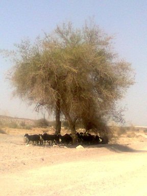 Oman Coast: Native and Invader Trees of Oman
