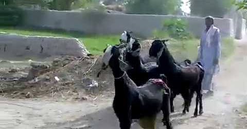 Nachi Goat History, Milk, Weight, Size, Facts, Breed, Price