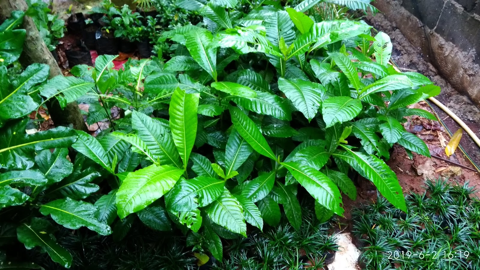 12+ Baru Tanaman Hias Bunga Kuning, Tanaman Hias