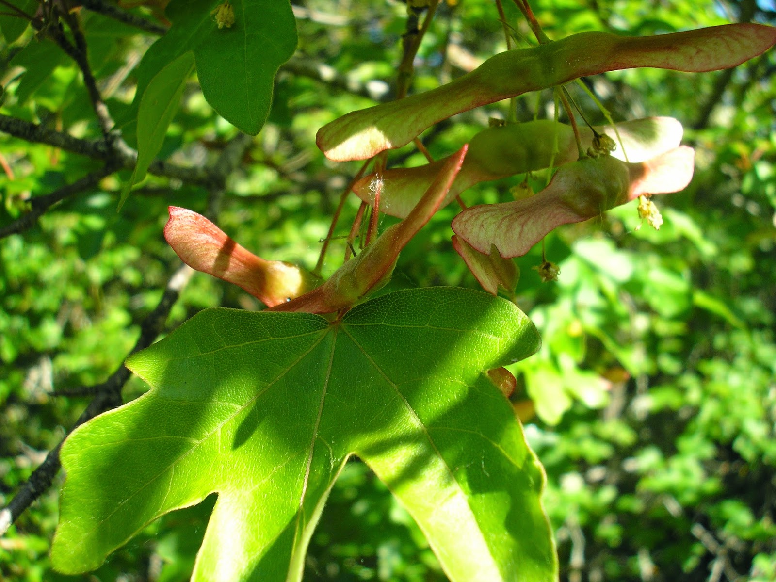 Flora, Fauna y Fungi del Valle del Rudrón en Burgos: El arce menor ...