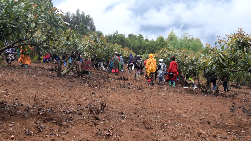Apiga marufuku kilimo cha kwenye simu,kuimarisha kilimo cha Parachichi ...