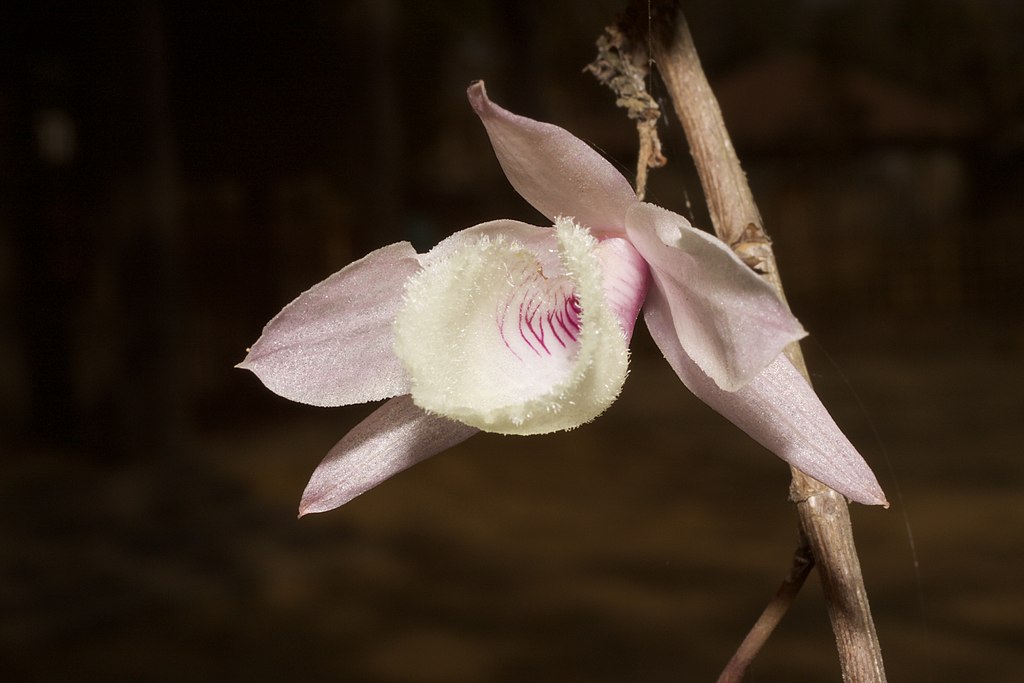 Grow and care Dendrobium aphyllum orchid - Leafless Dendrobium ...