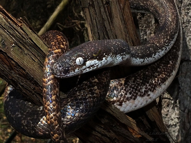 Ular Asli Indonesia: Ular Sanca Mata Putih (Liasis mackloti savuensis)