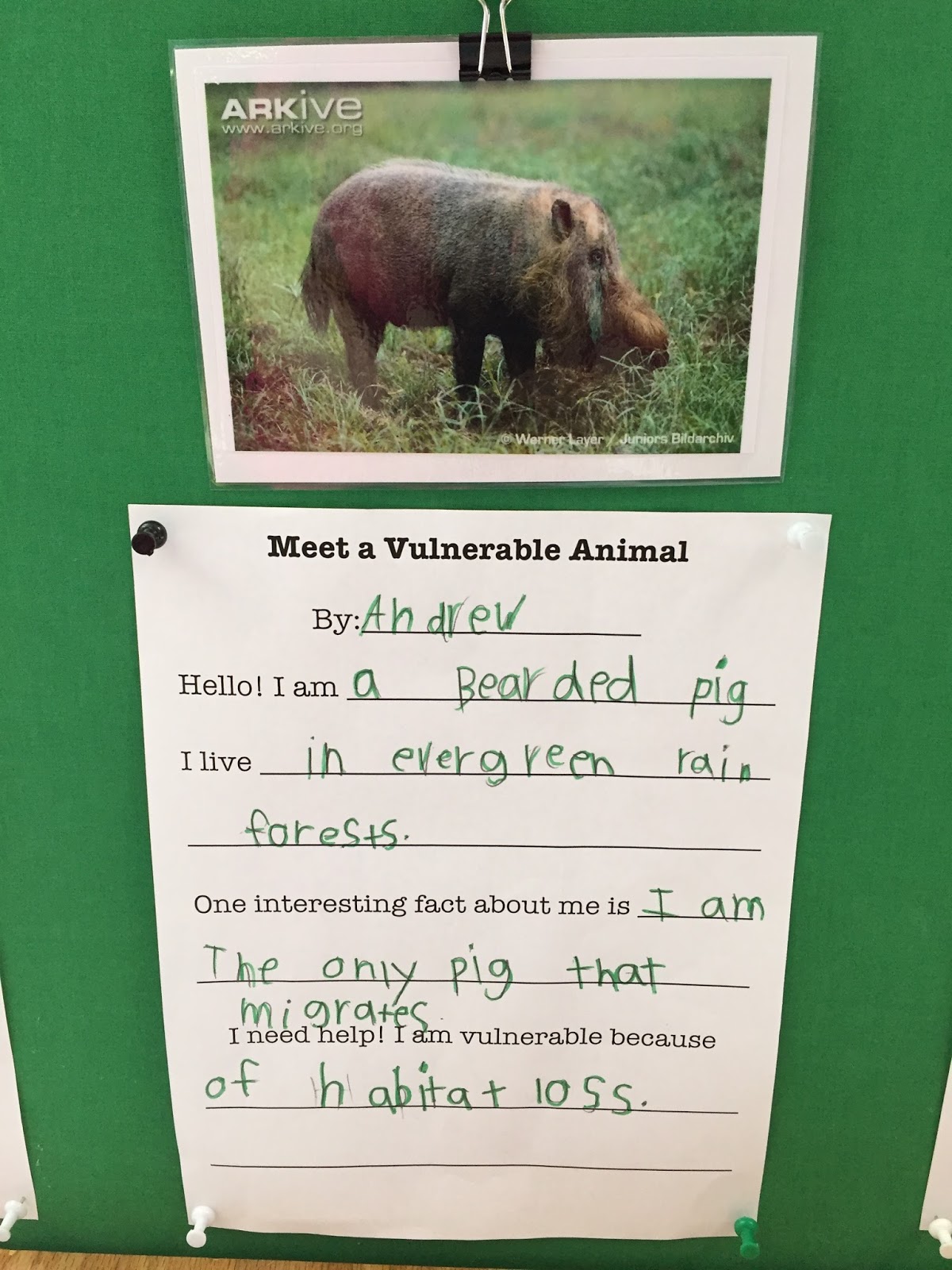 Endangered Animal Bulletin Board
