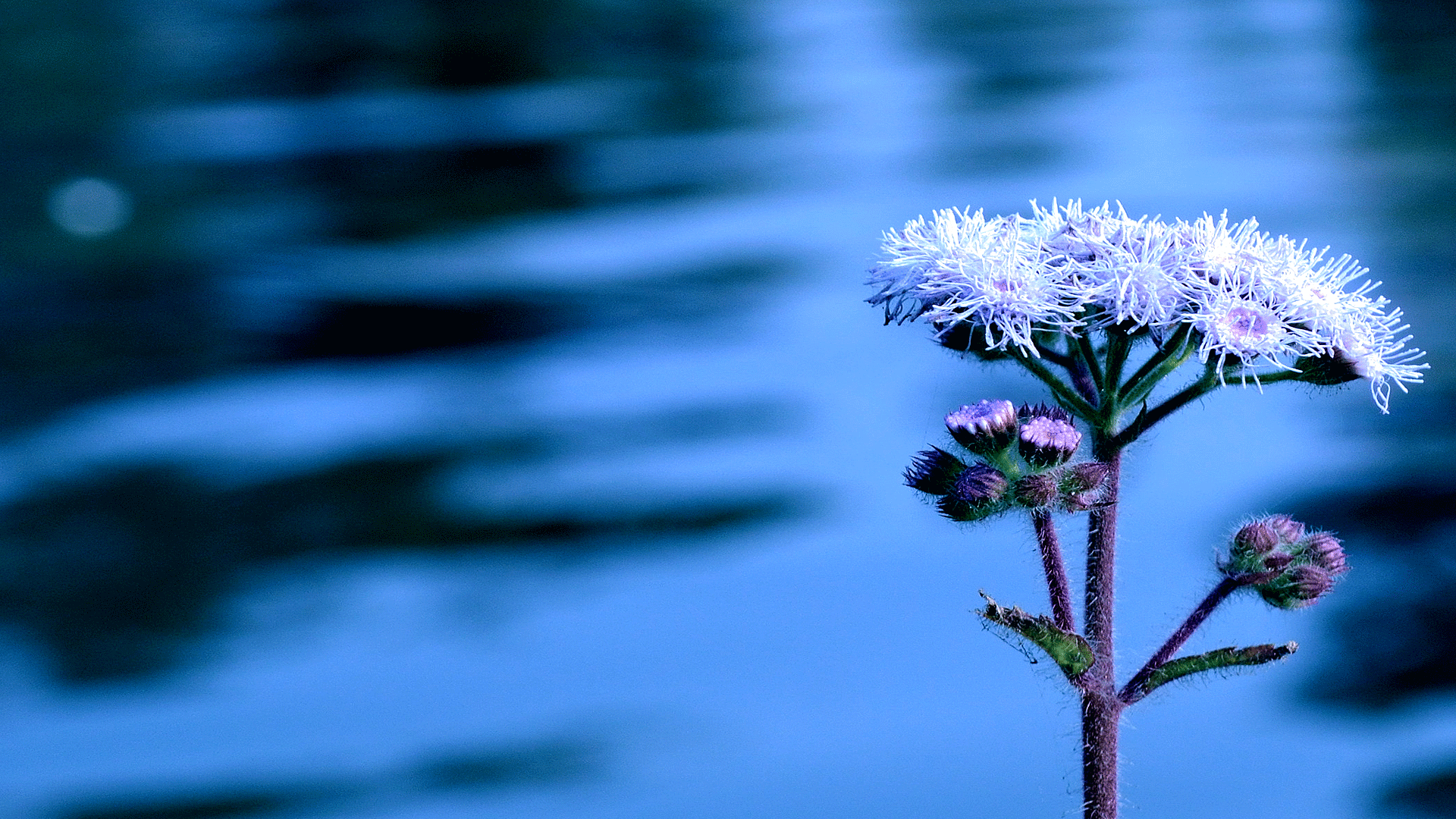 Banmara Phool | Nepali Walls