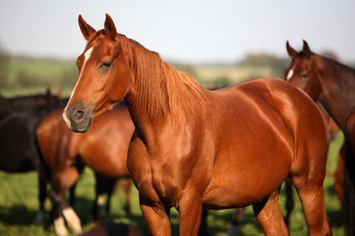 Picturessss: Best collection of horses