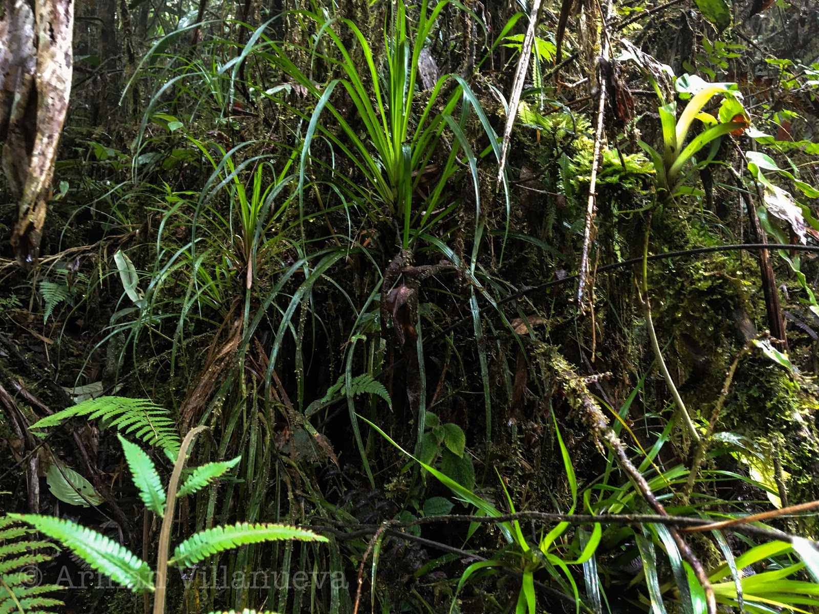 Exploring The Lower Half of Tatama