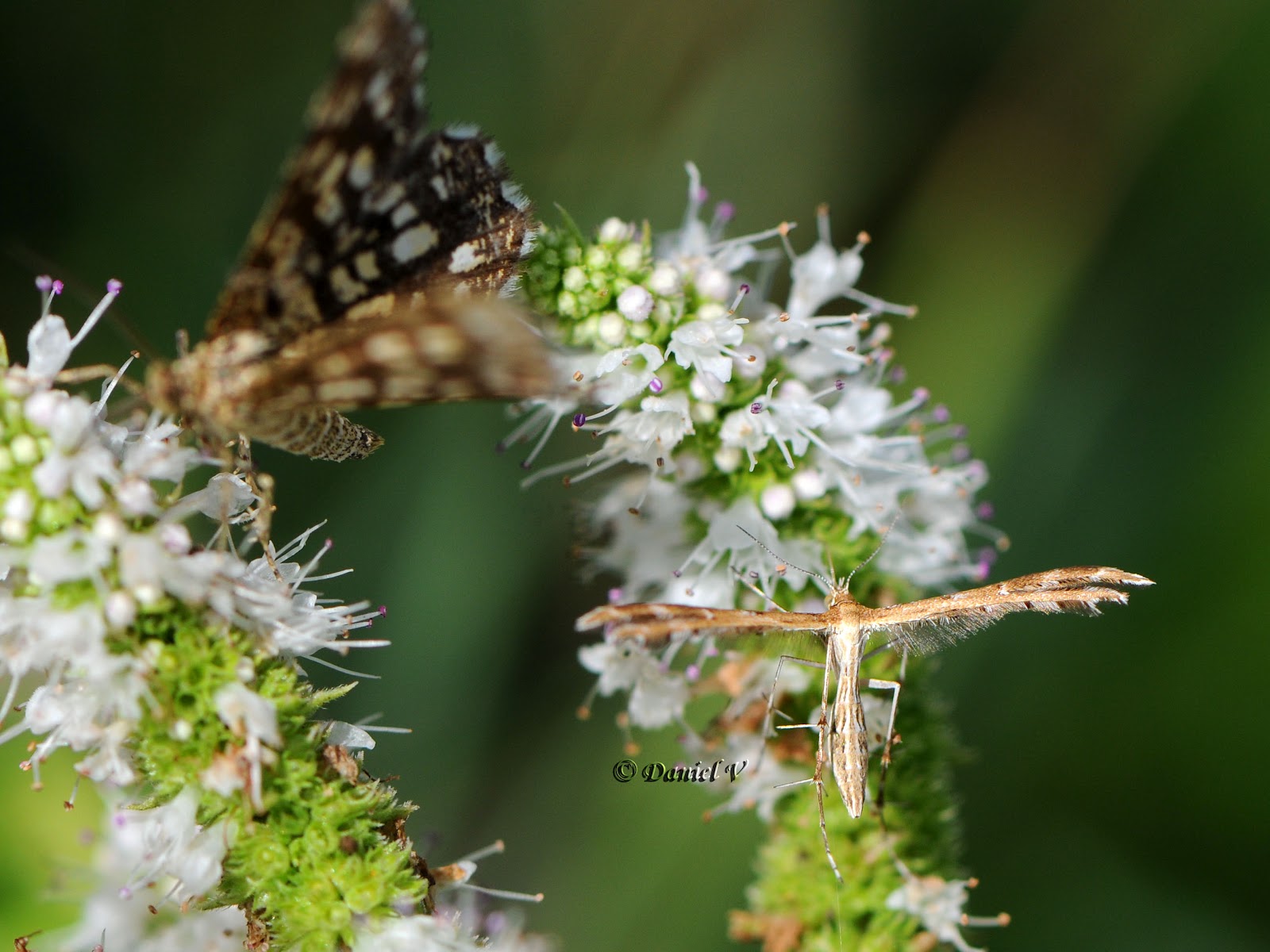 Macrophoto plaisir passion: Le ptérophore commun, Emmelina monodactyla