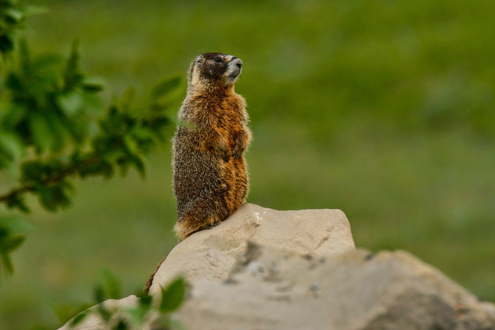 Turbo's Track and Photo Tour: Yellow bellied Marmots, Red Fox, Golden ...